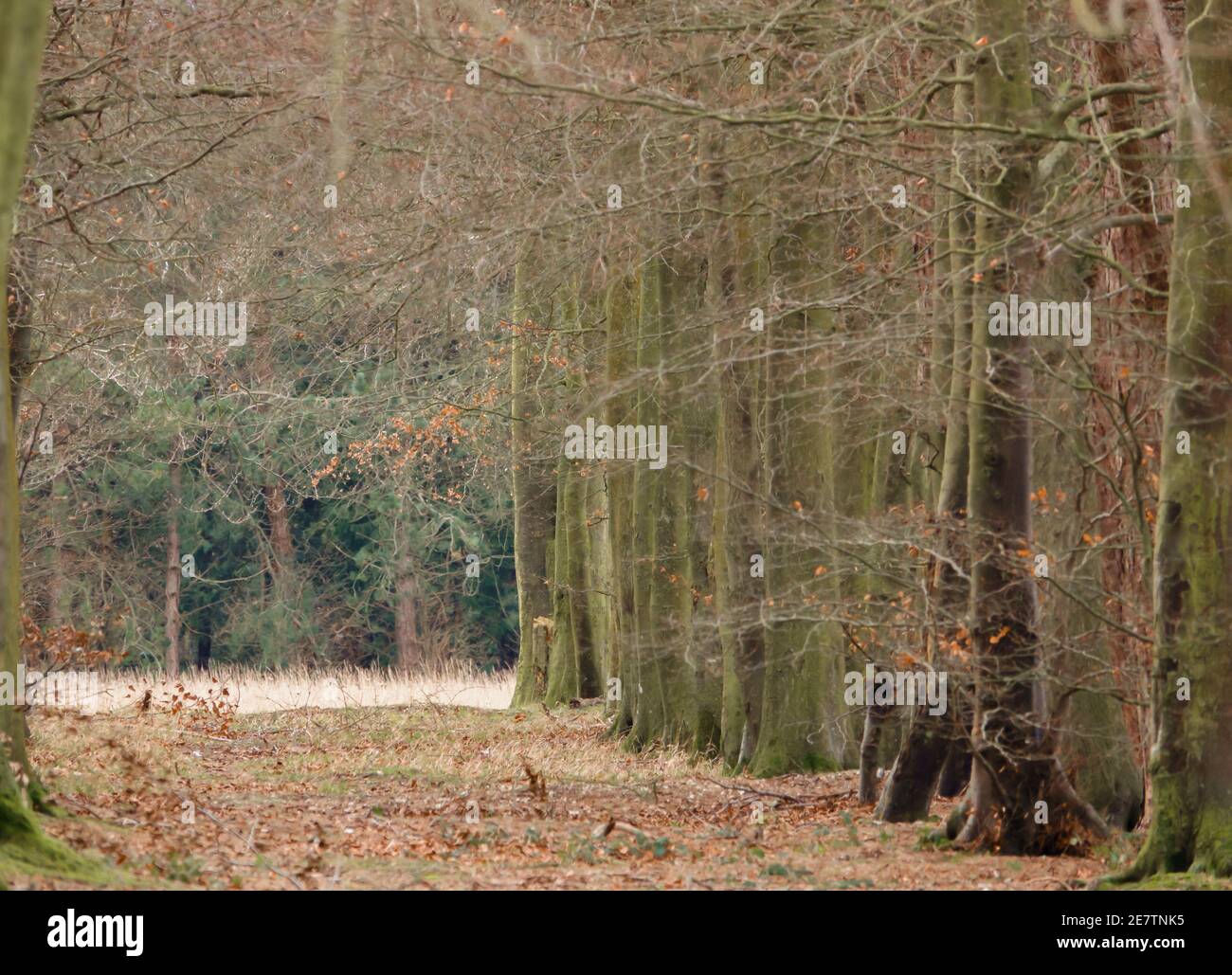 Woodland scape hi-res stock photography and images - Alamy