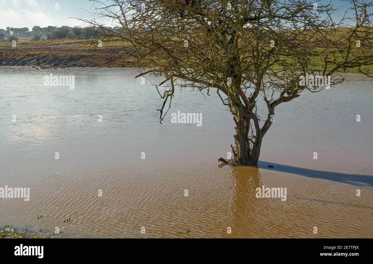 Bush over water hi-res stock photography and images - Alamy