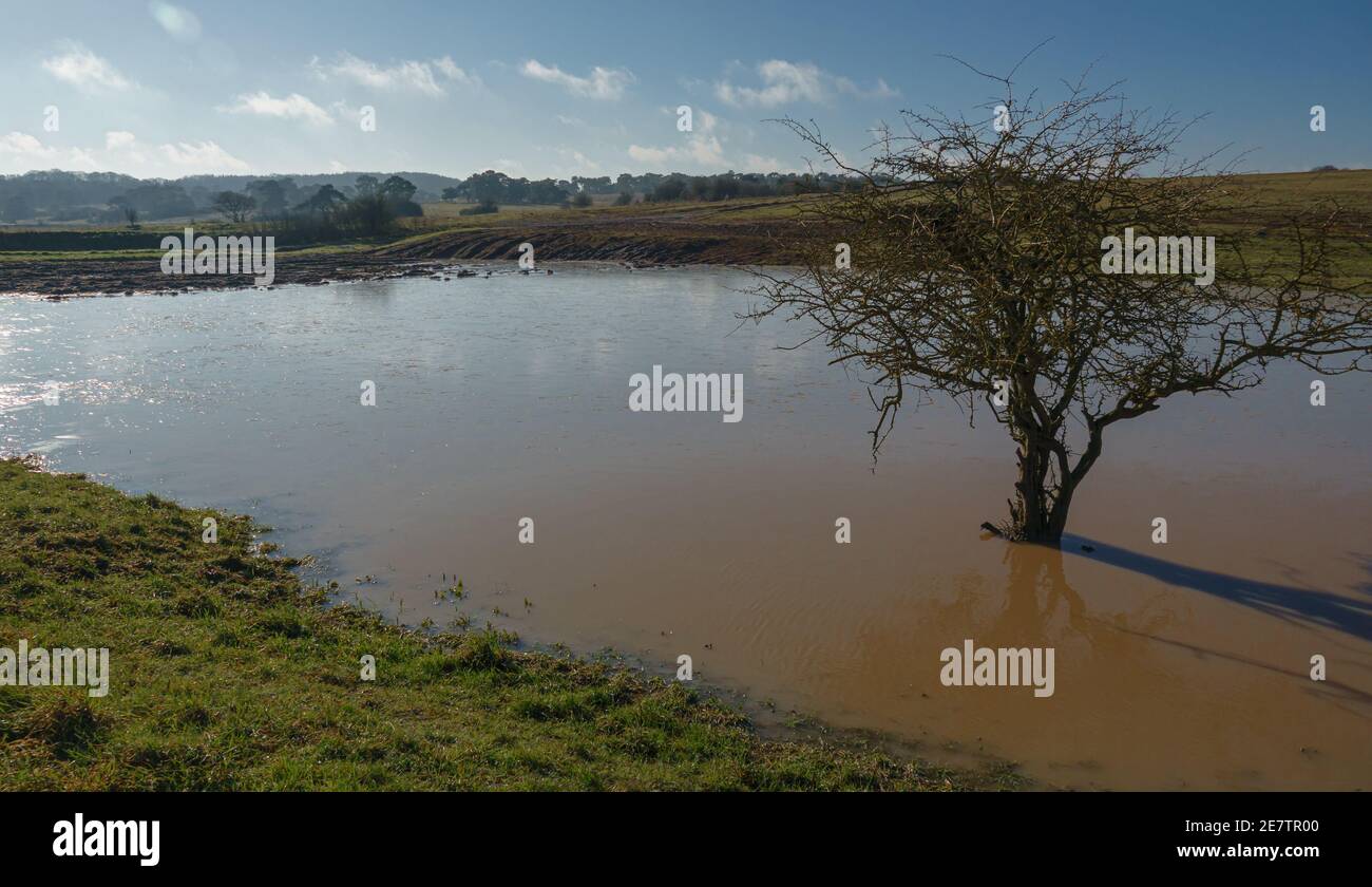 Bush over water hi-res stock photography and images - Alamy
