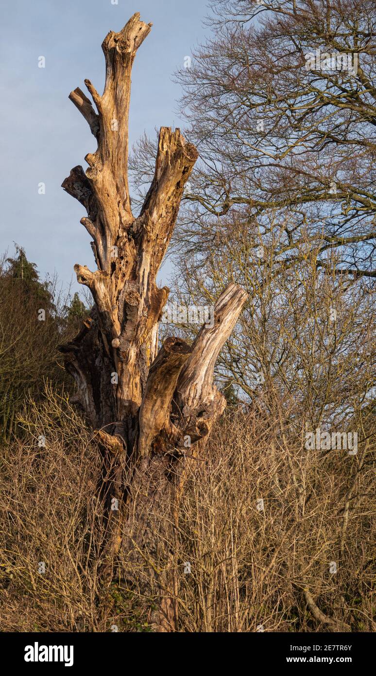 Old rotting tree stump in hi-res stock photography and images - Alamy