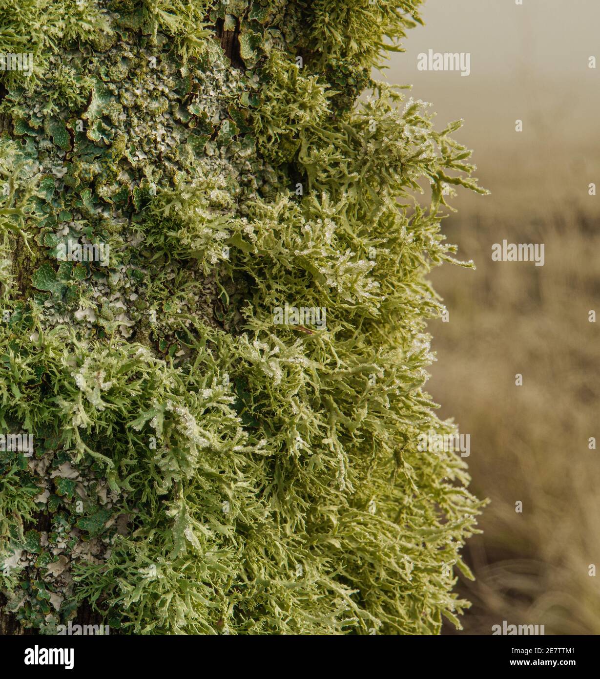 sparkling in the morning sunshine frozen iced green lichen on a fence ...