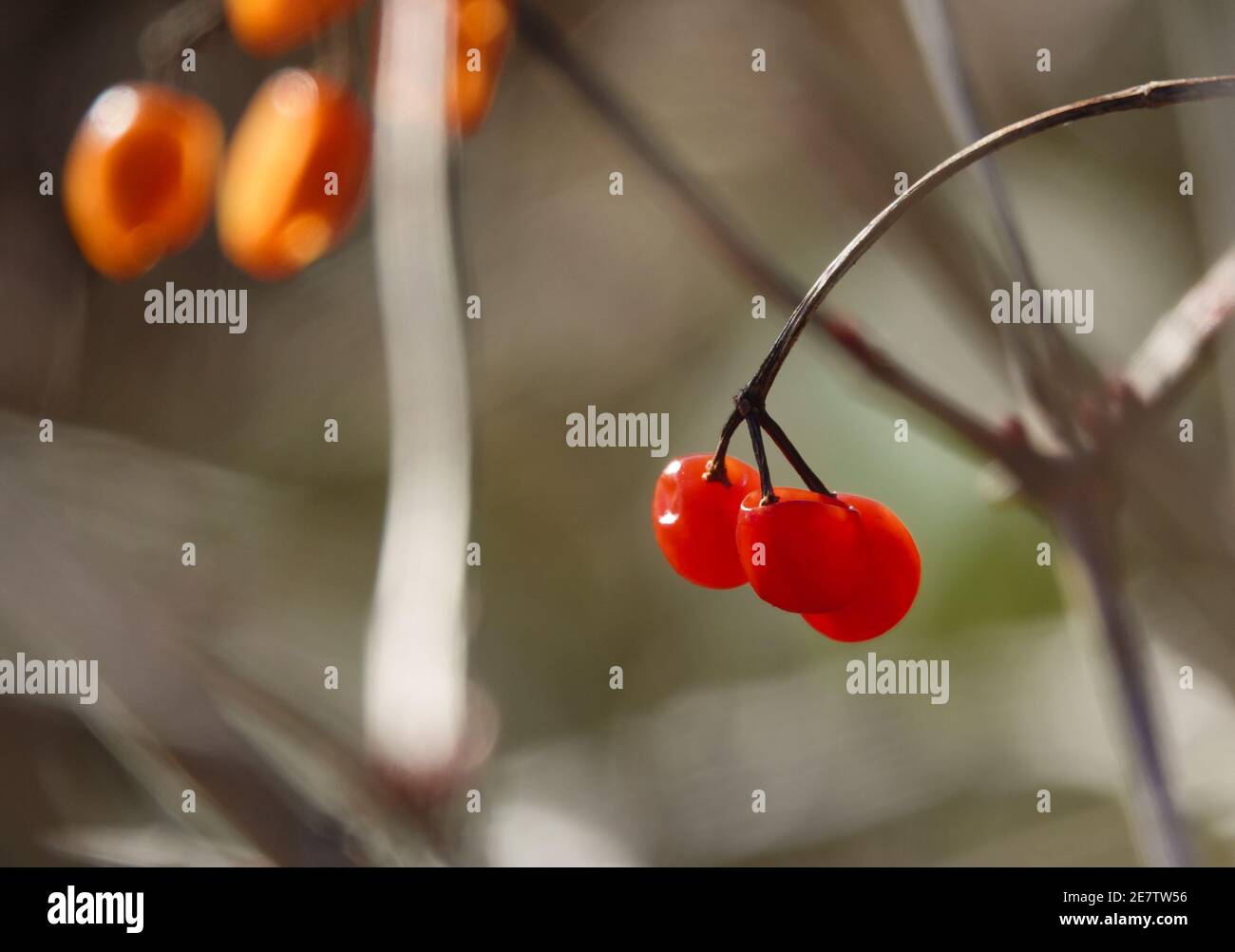 Berry bright red hi-res stock photography and images - Alamy