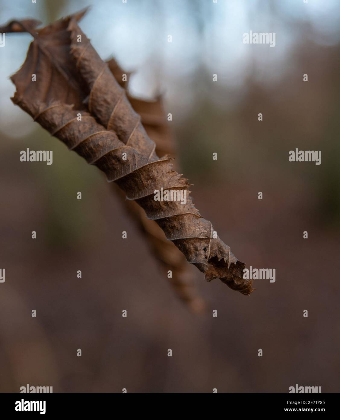 Rolled leaf plant hi-res stock photography and images - Alamy