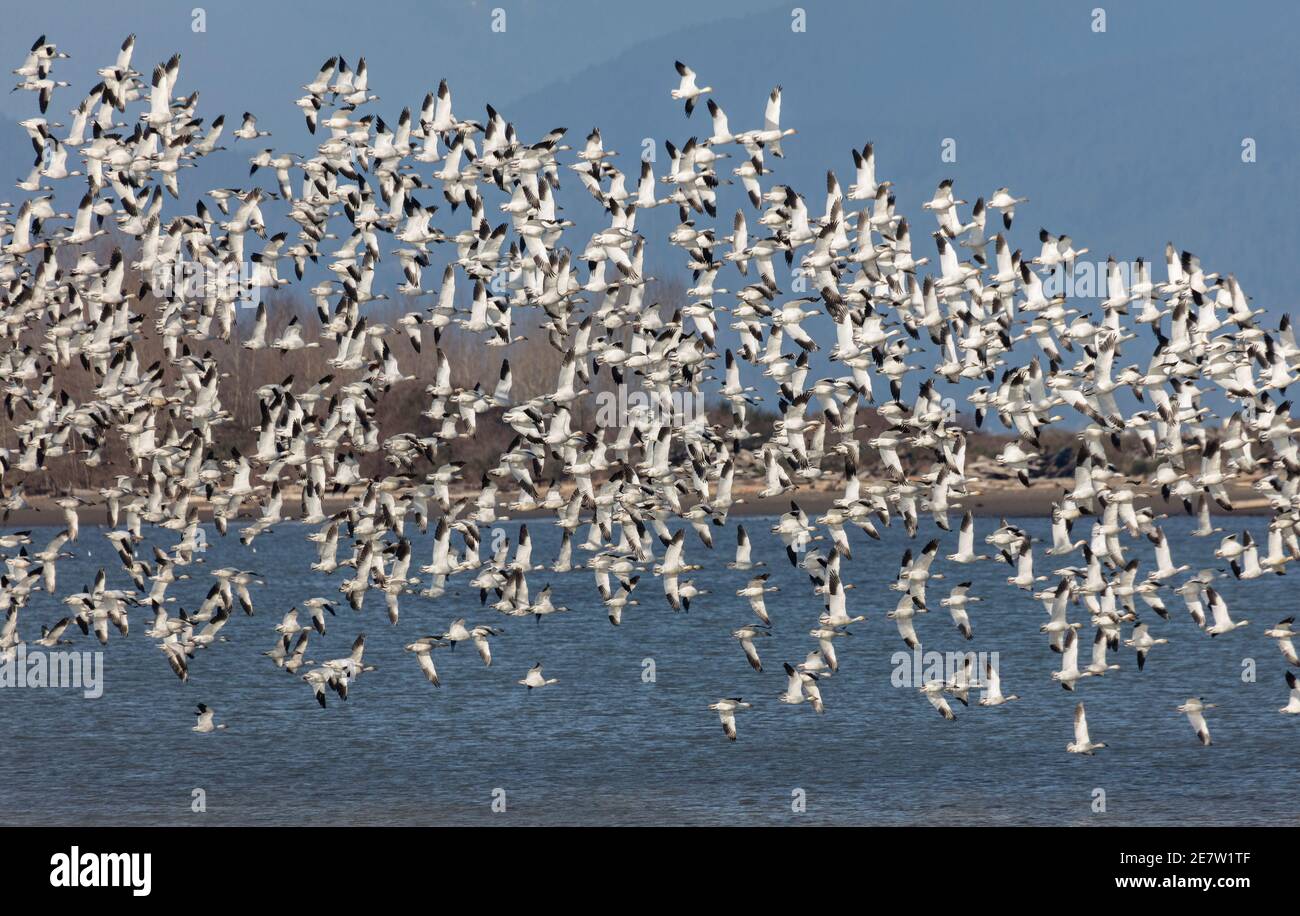 flying Snow goose at British Columbia Canada; north american Stock ...