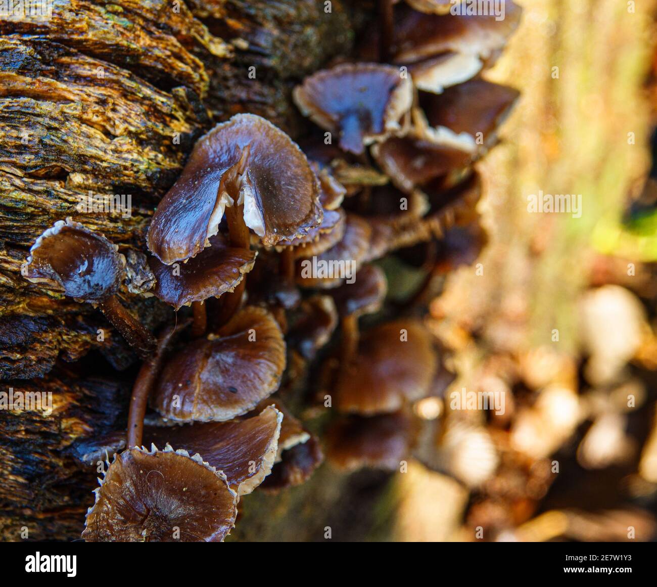 small troop of glistening mushrooms growing on a log face Stock Photo ...