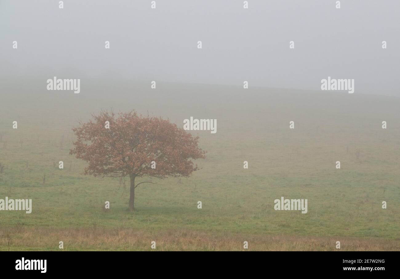 Copper beech tree hi-res stock photography and images - Alamy