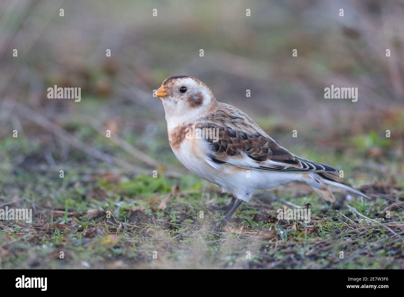 Snow bunting bird at British Columbia Canada; north american Stock ...