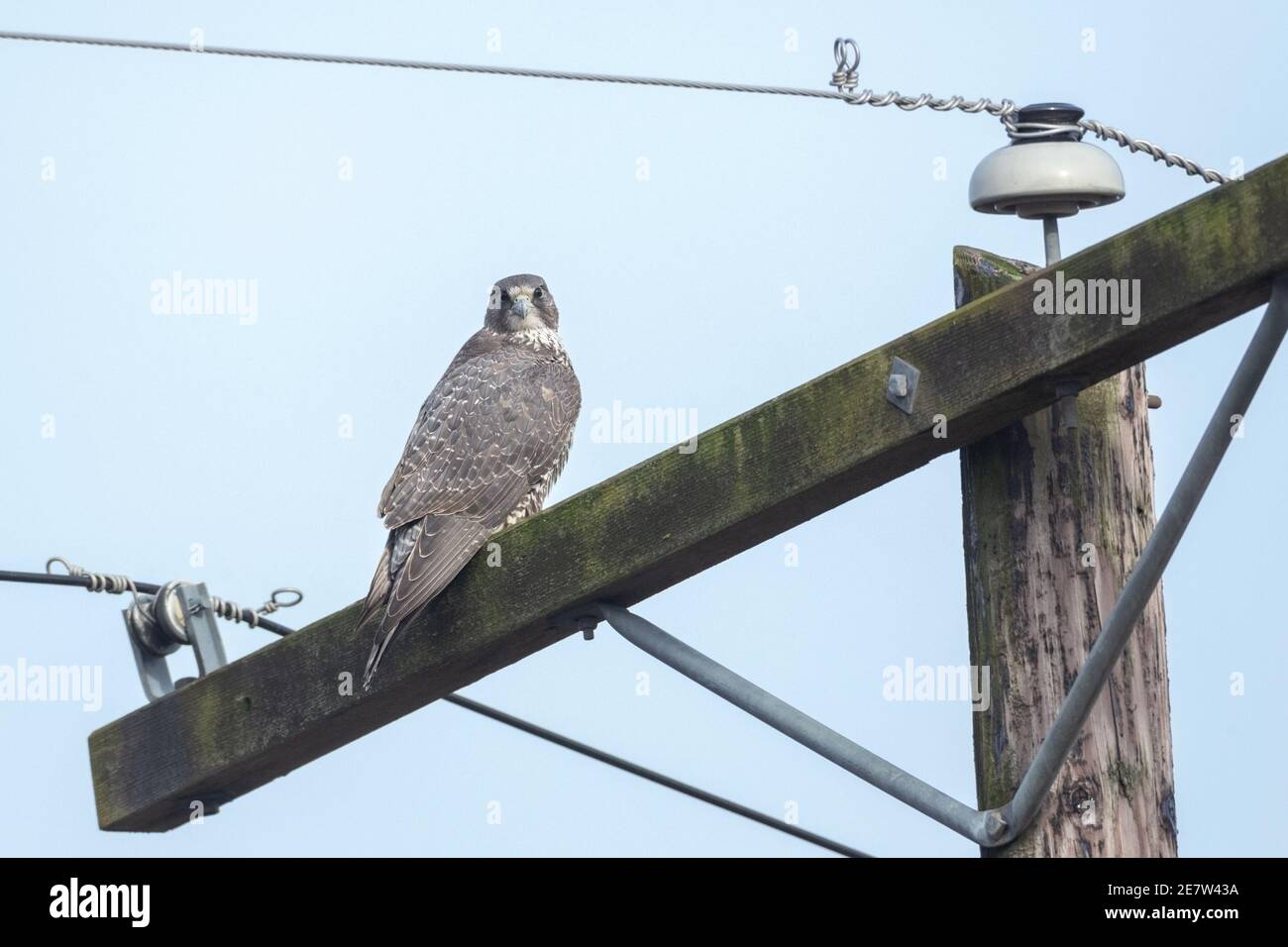 adult gray gyrfalcon bird at British Columbia Canada; north american ...