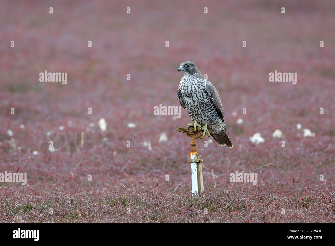 adult gray gyrfalcon bird at British Columbia Canada; north american ...