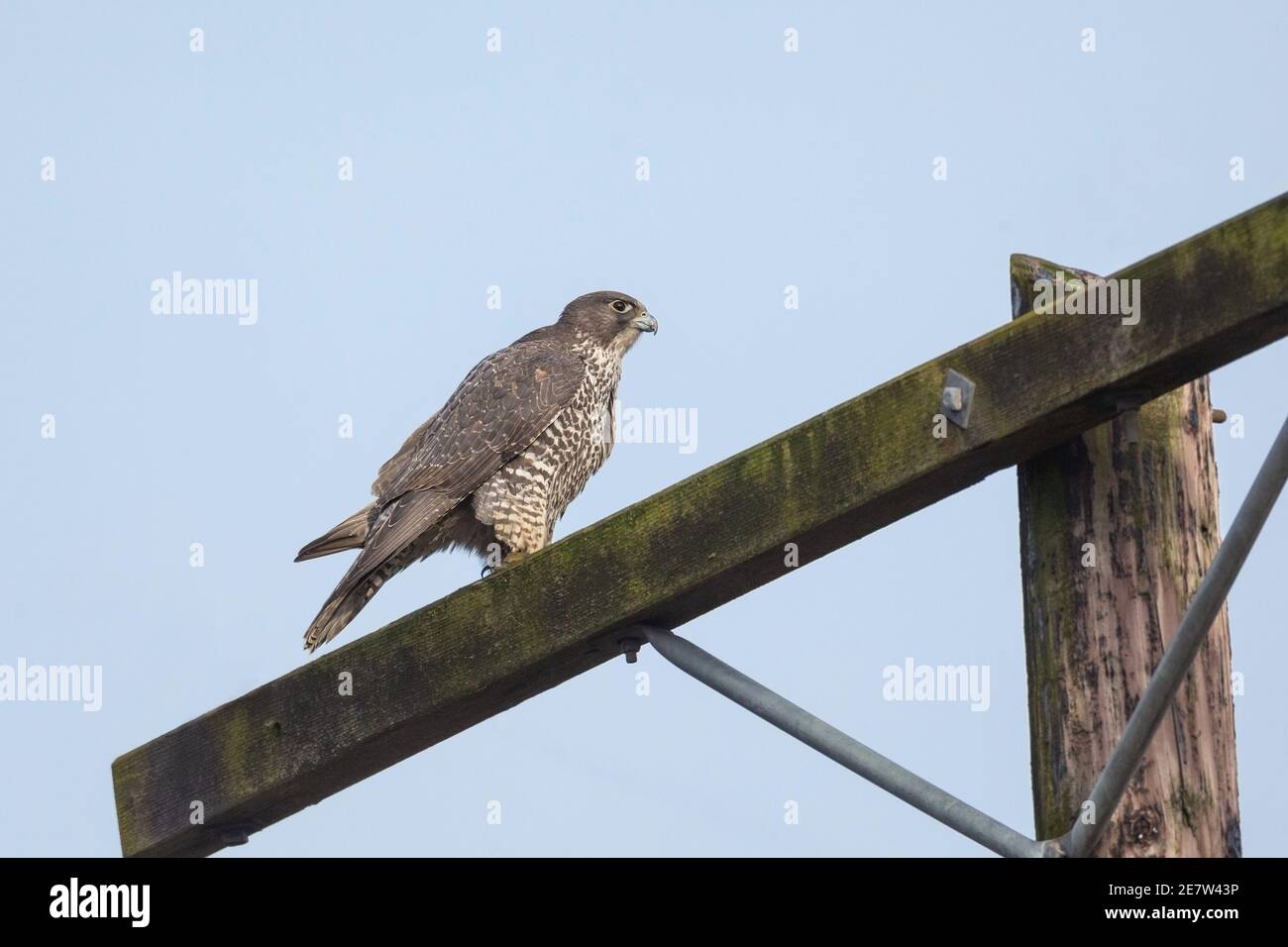 adult gray gyrfalcon bird at British Columbia Canada; north american ...