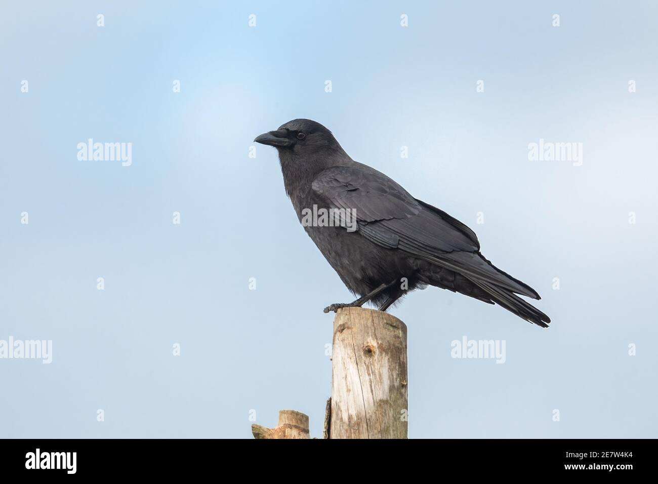 British crow hi-res stock photography and images - Alamy