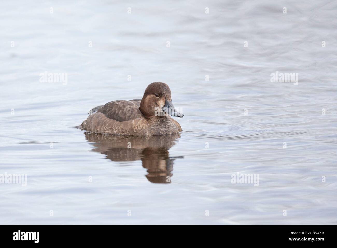Female Redhead duck at British Columbia Canada; north american Stock ...