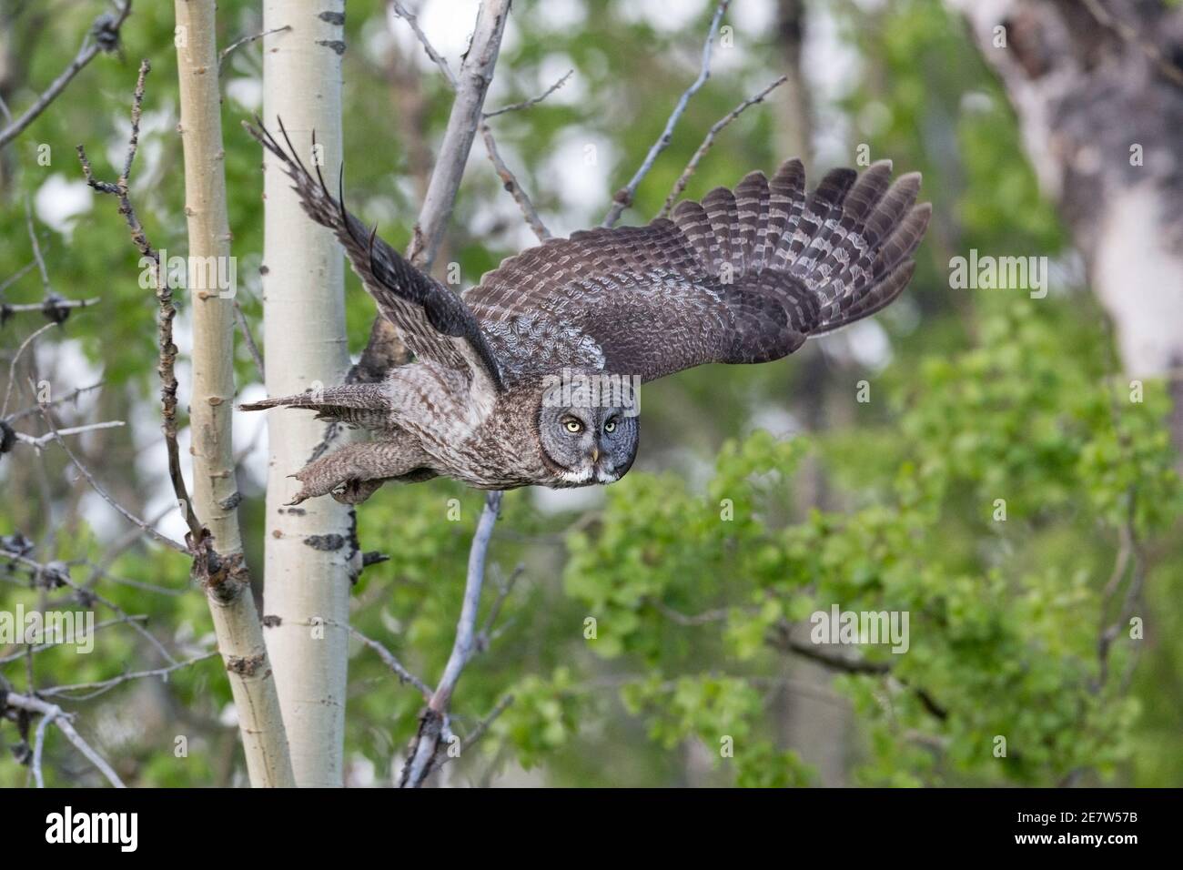 Great grey owl north american hi-res stock photography and images - Alamy