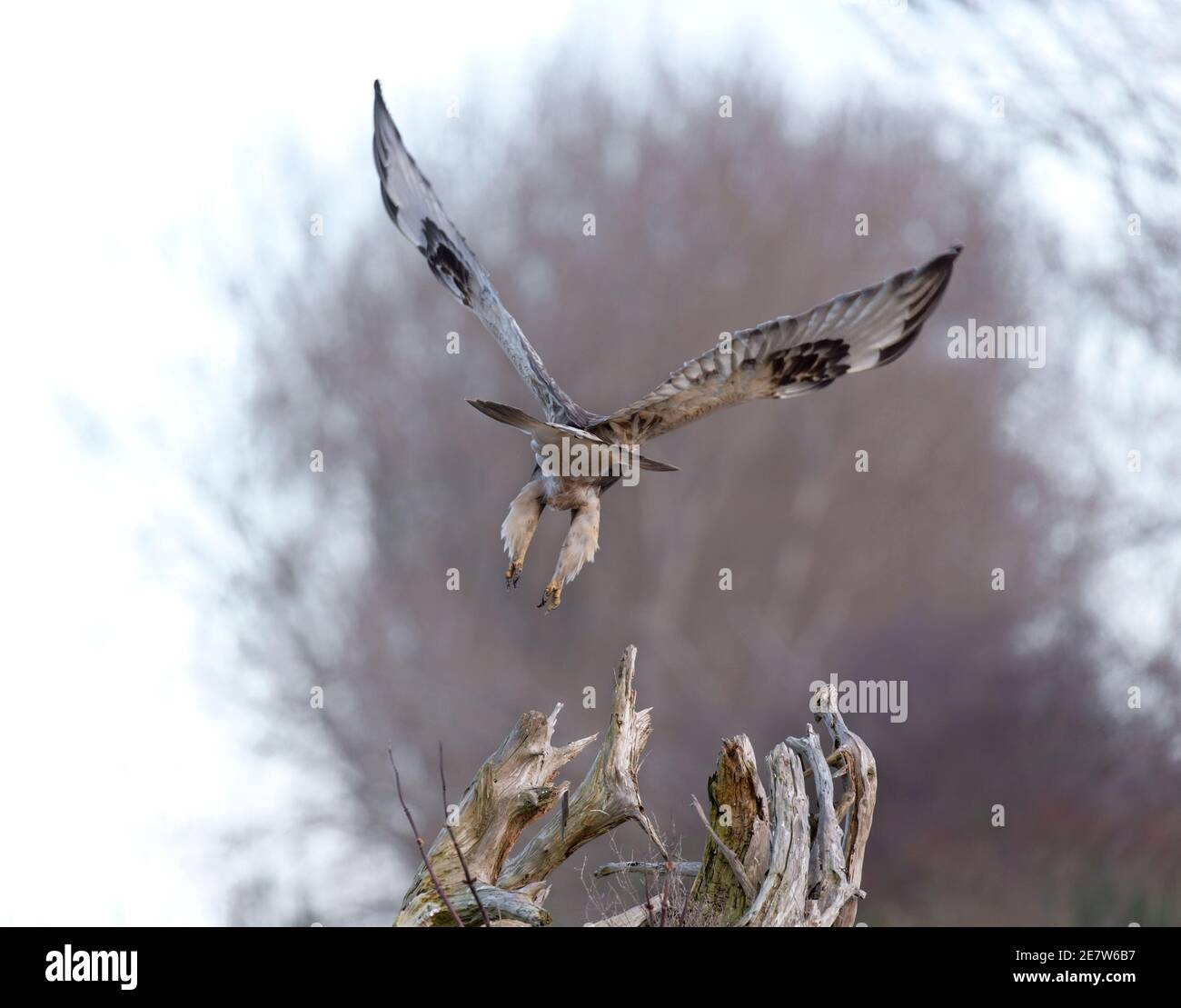 flying Rough legged Hawk at British Columbia Canada; north american ...