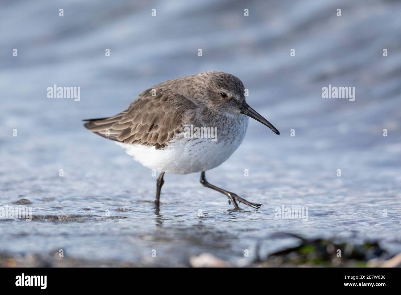 Dunlin on beach hi-res stock photography and images - Alamy