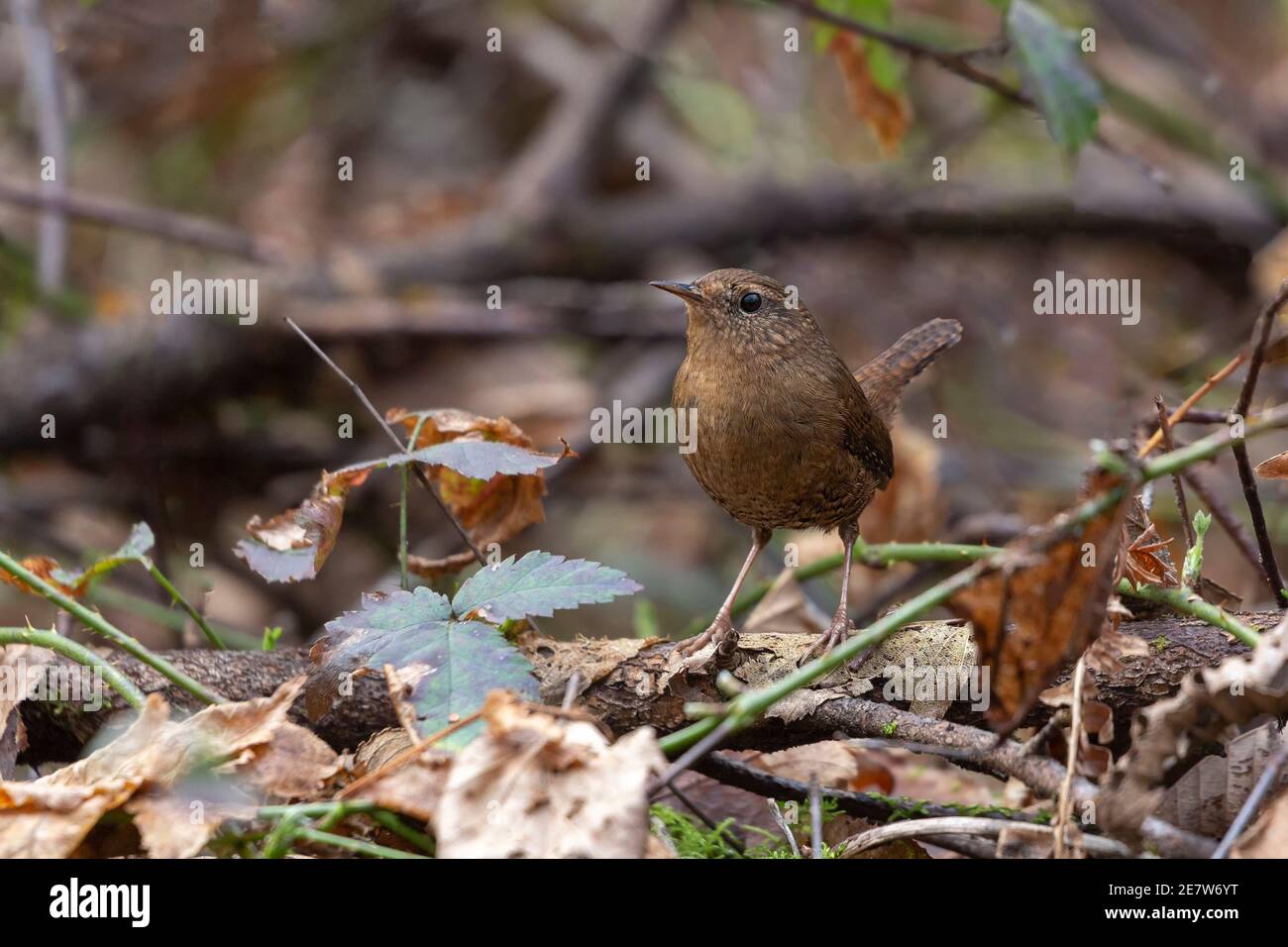 American wren hi-res stock photography and images - Alamy