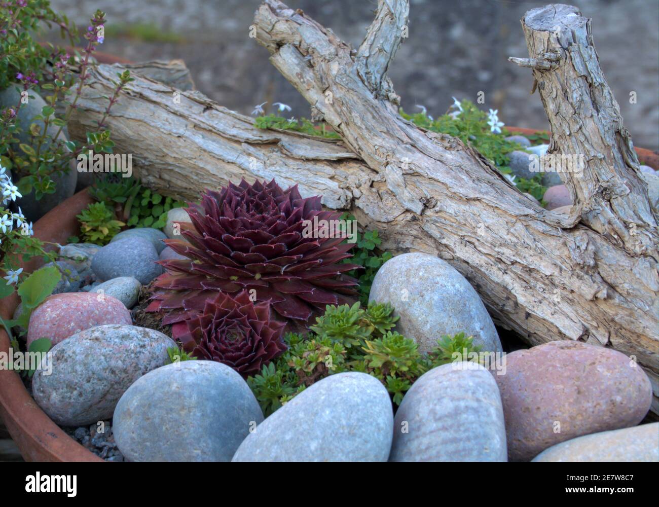 Amongst pebble hi-res stock photography and images - Alamy