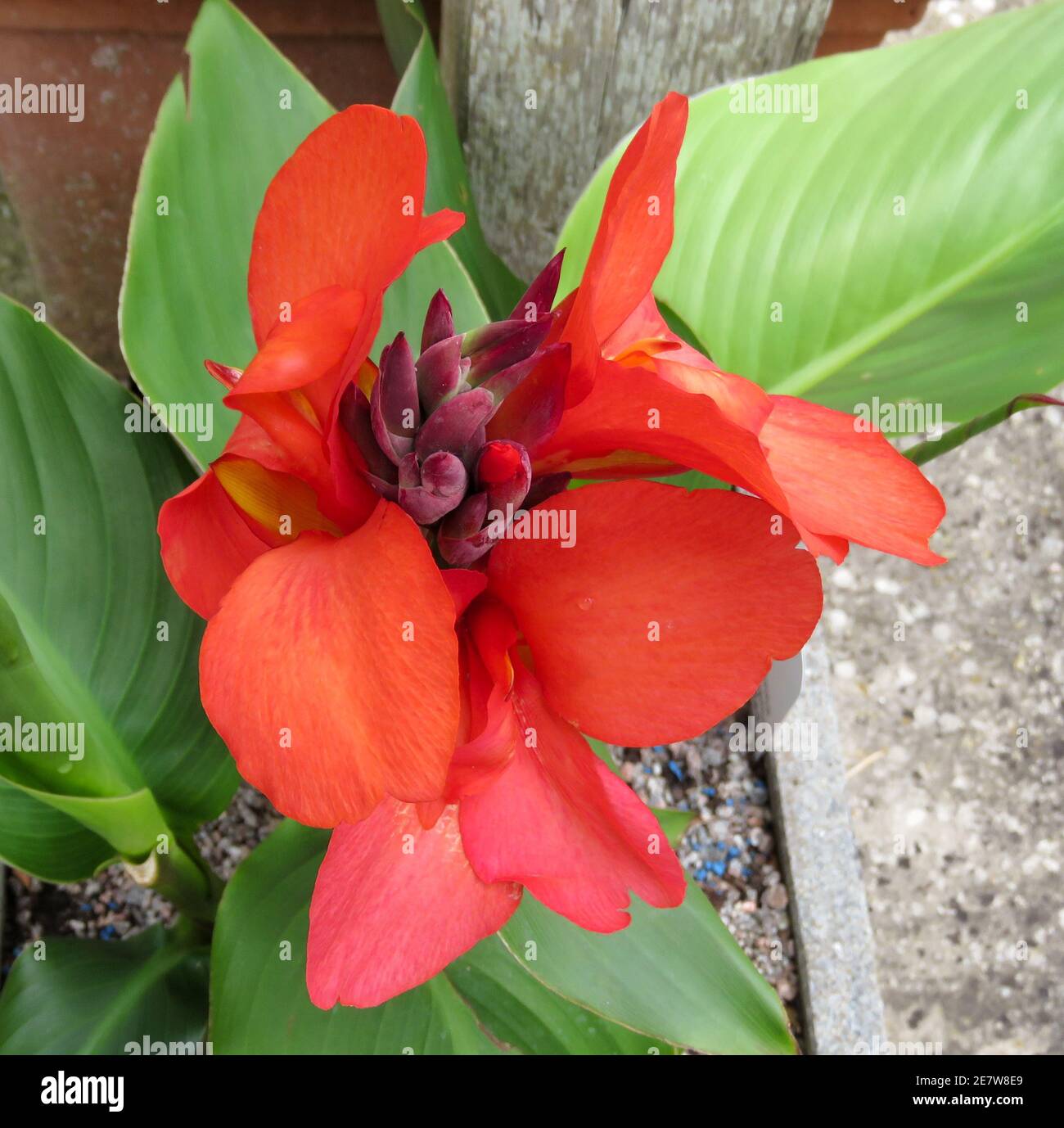 red canna lilly in summer bloom Stock Photo - Alamy