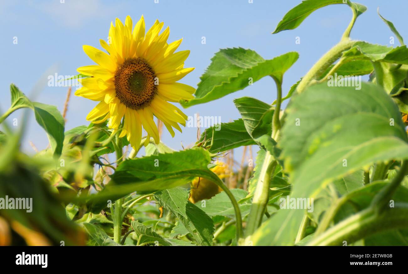 Sunflower tall single hi-res stock photography and images - Alamy