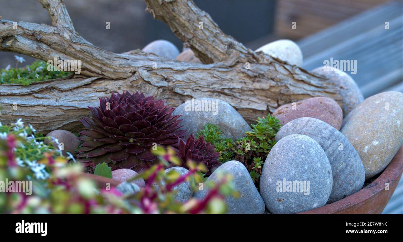 Pretty plants amongst a small pebble setting Stock Photo - Alamy