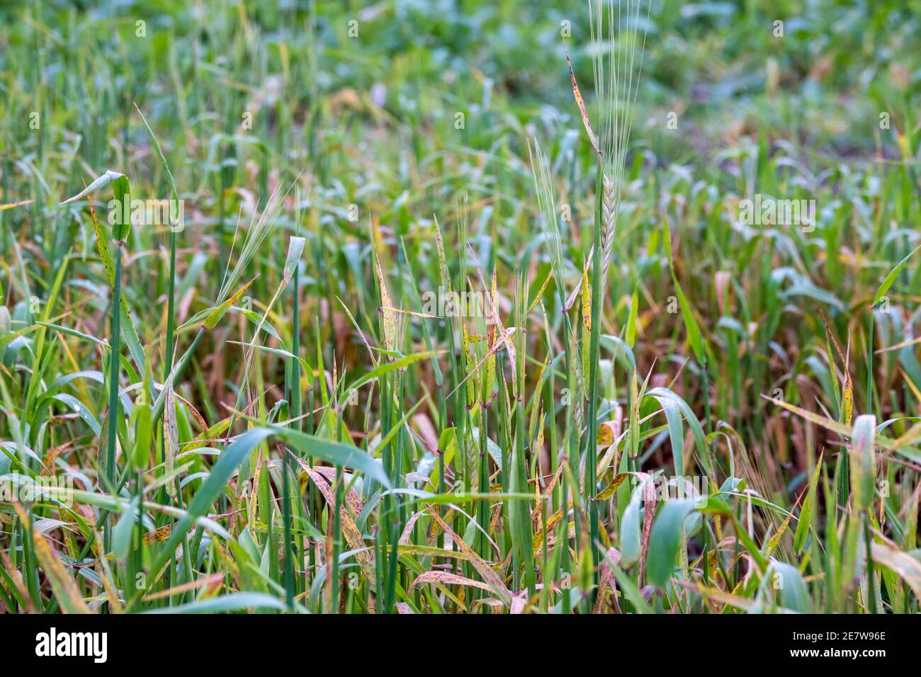Autumn grass starting turn hi-res stock photography and images - Alamy