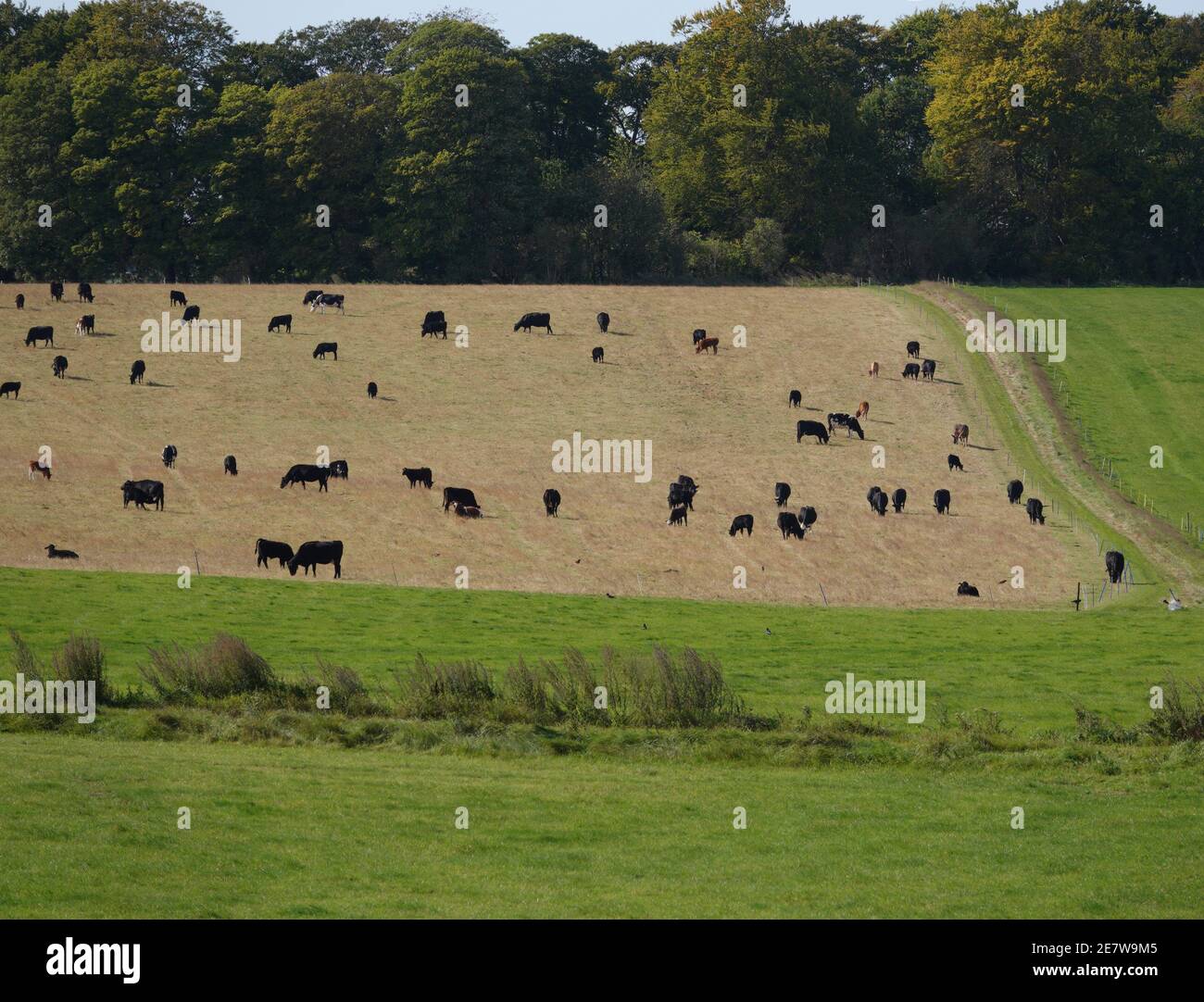 Cows in a green grass field in the distance, background, English Rural ...