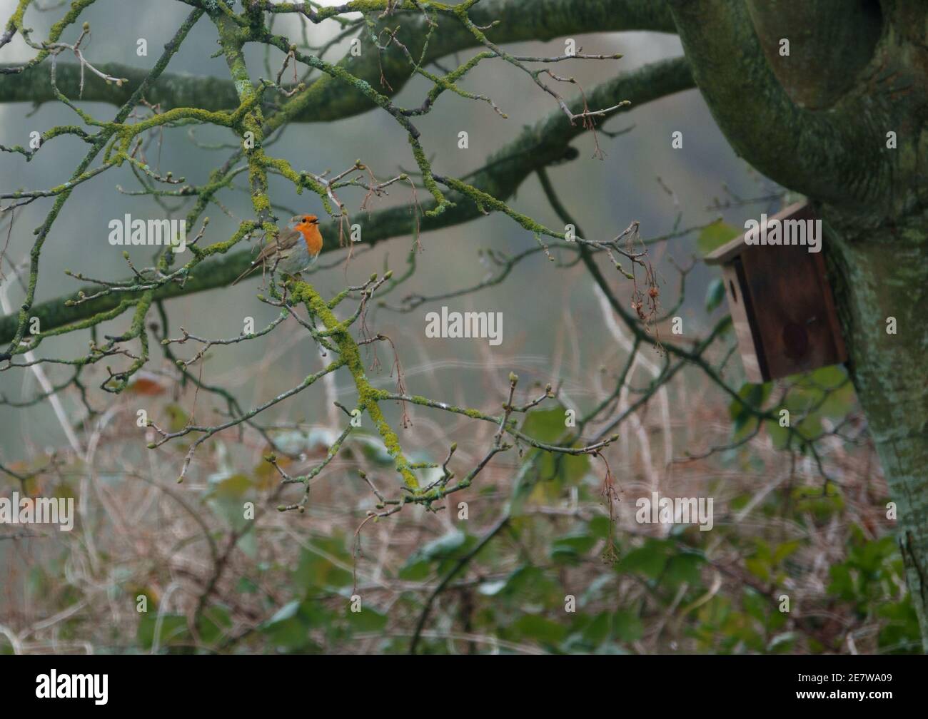 robin chirping sat in the branches of a sycamore tree Stock Photo - Alamy