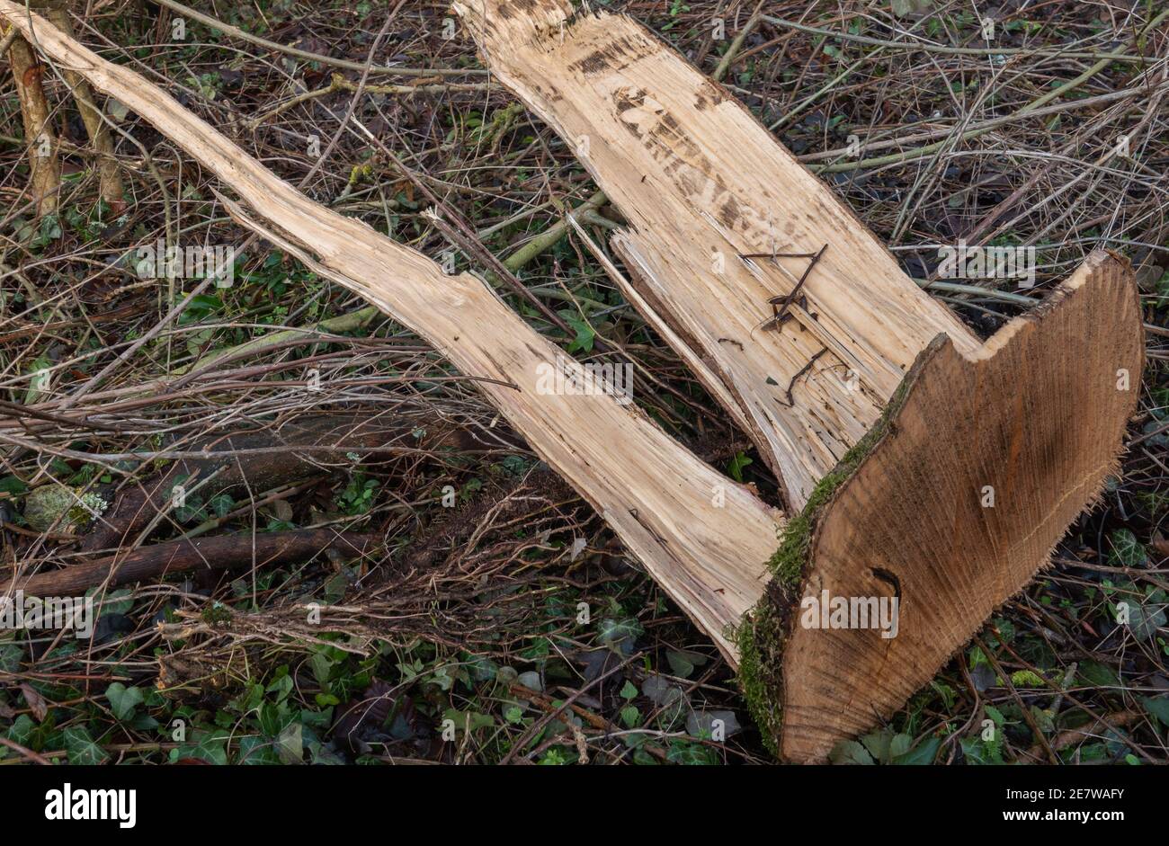 Ash tree disease hi-res stock photography and images - Alamy