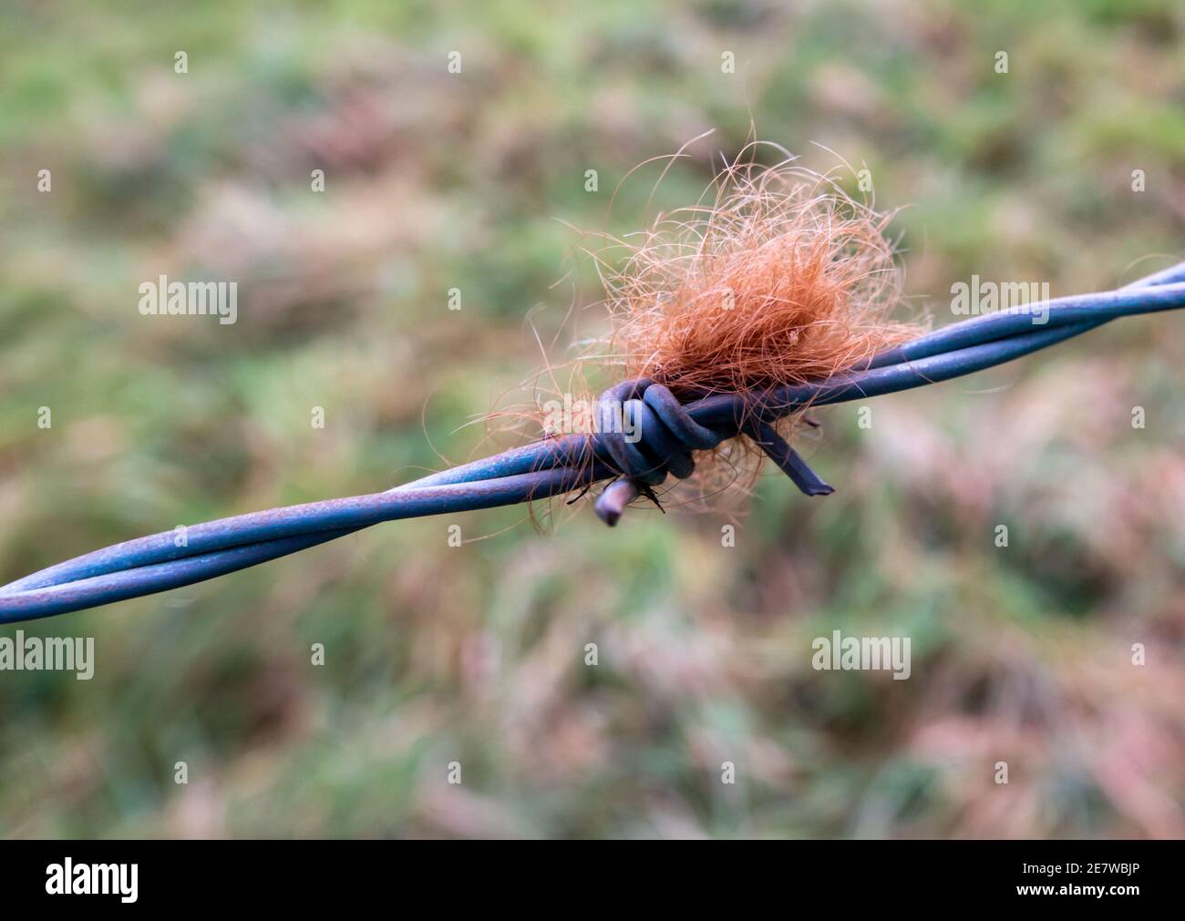 A little highland cow coat left on the barbed wire fence spike Stock ...