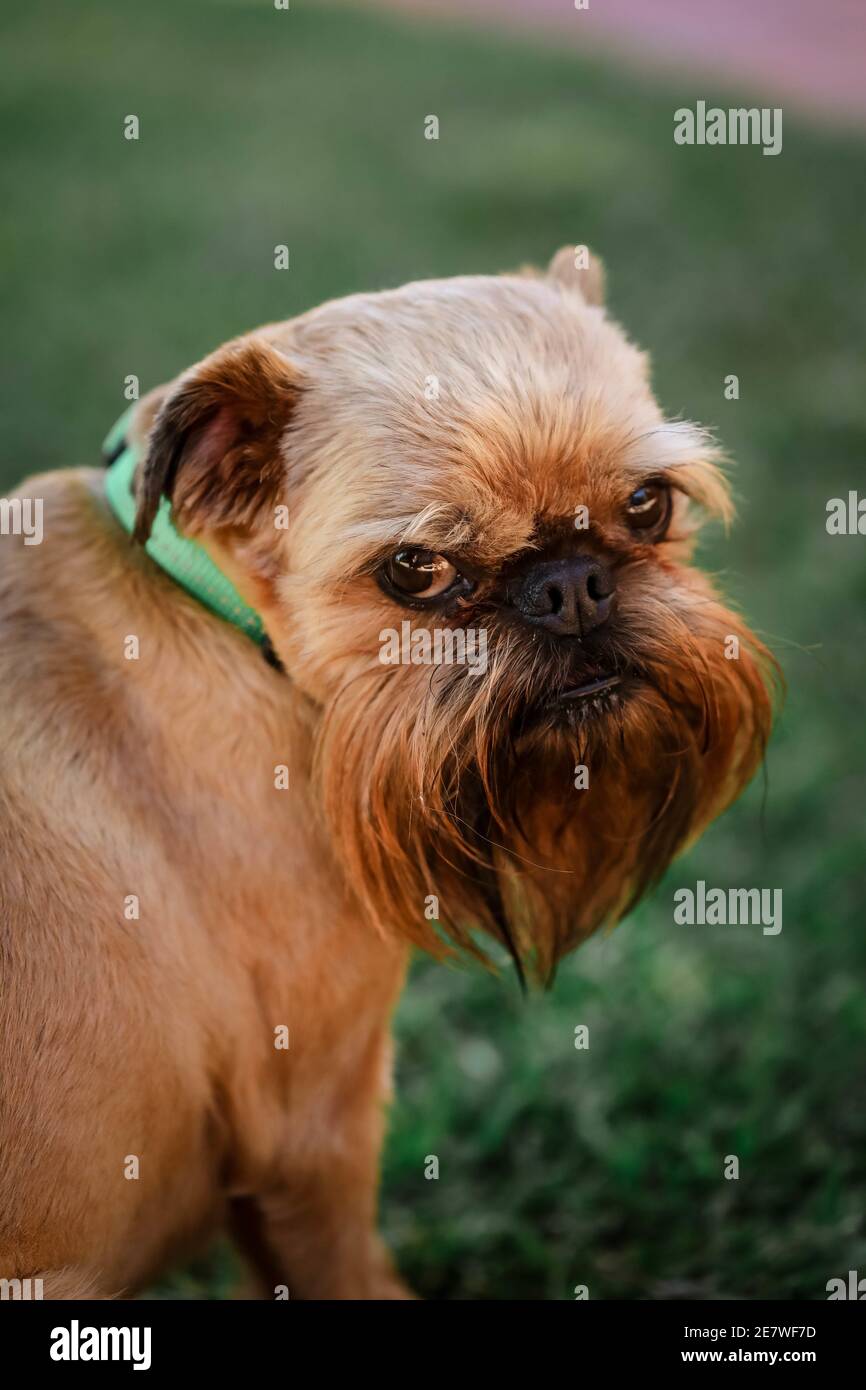 Angry dog red hi-res stock photography and images - Alamy