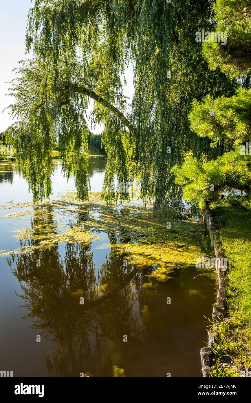 Weeping willow tree, green branches bend low over a smooth surface of a pond Stock Photo - Alamy
