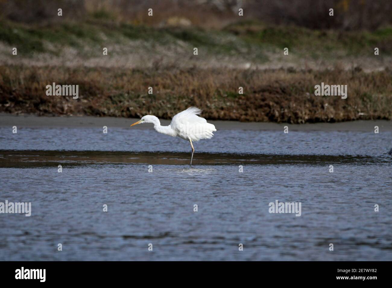 Great Egret (Egretta alba) at the Coastal Swamp of Vravrona is located ...