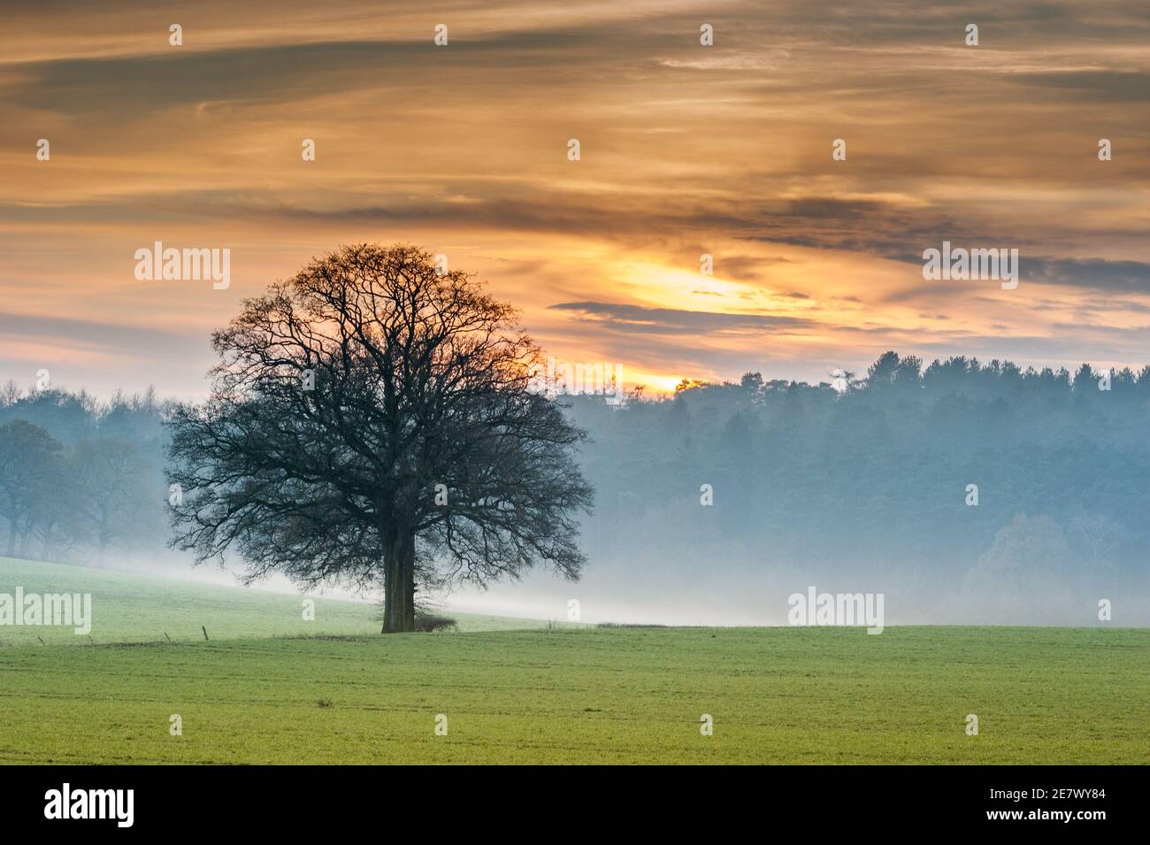 Newlands corner tree hi-res stock photography and images - Alamy