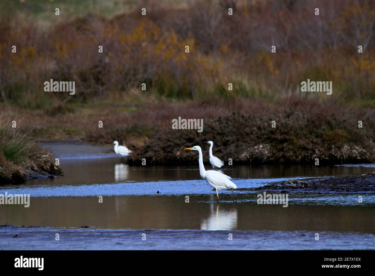 Great Egret (Egretta alba) at the Coastal Swamp of Vravrona is located ...