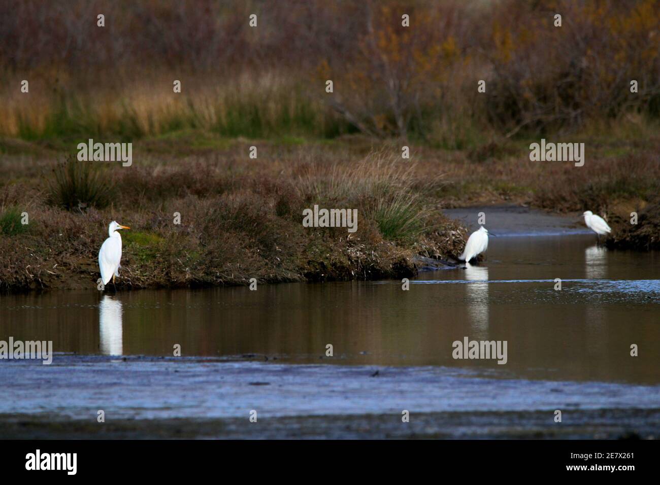 Great Egret (Egretta alba) at the Coastal Swamp of Vravrona is located ...