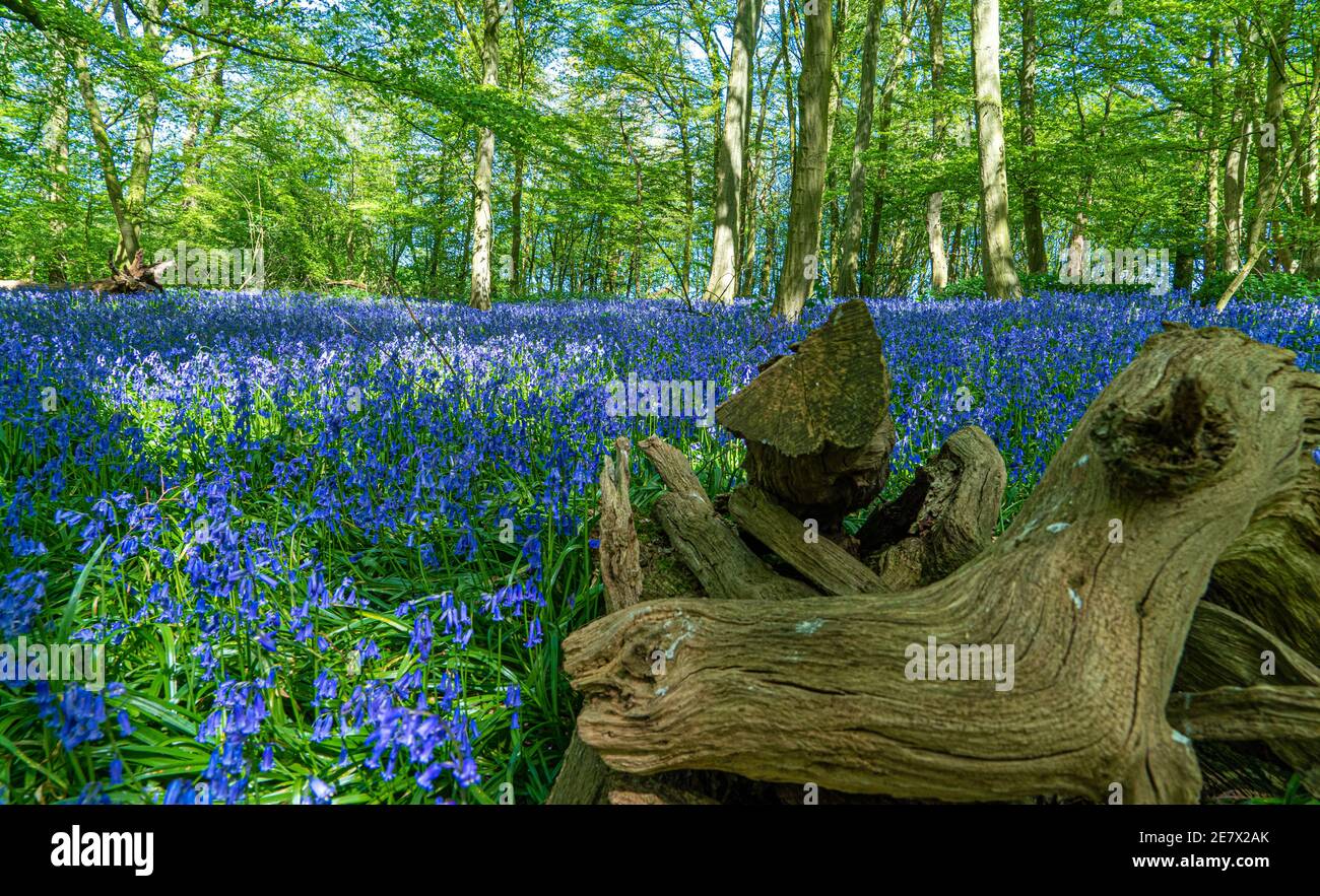 Bluebell Woods with Sun Light in front streaming through branches and ...
