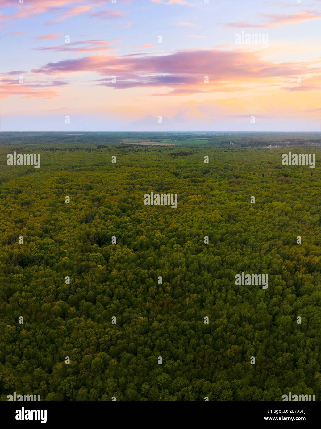 Aerial view of green trees in a forest under a sunset sky Stock Photo ...