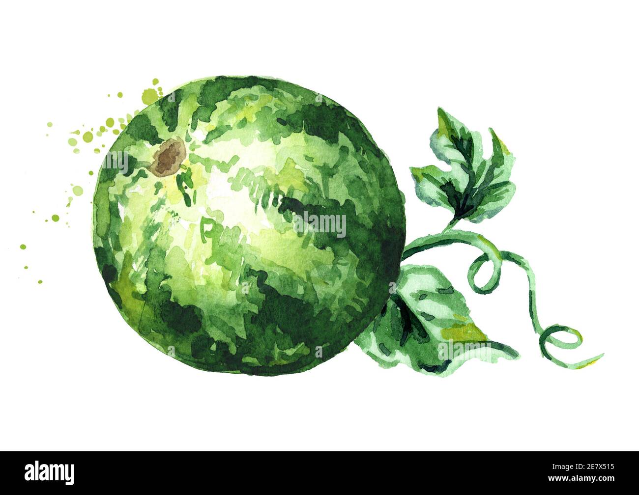 Green whole watermelon with leaves. Watercolor hand drawn illustration ...