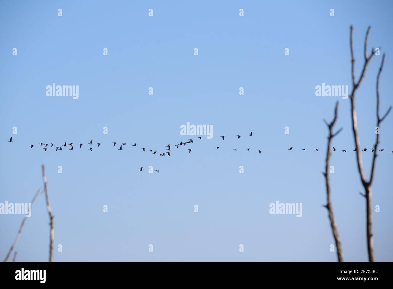 Photo of birds hi-res stock photography and images - Alamy