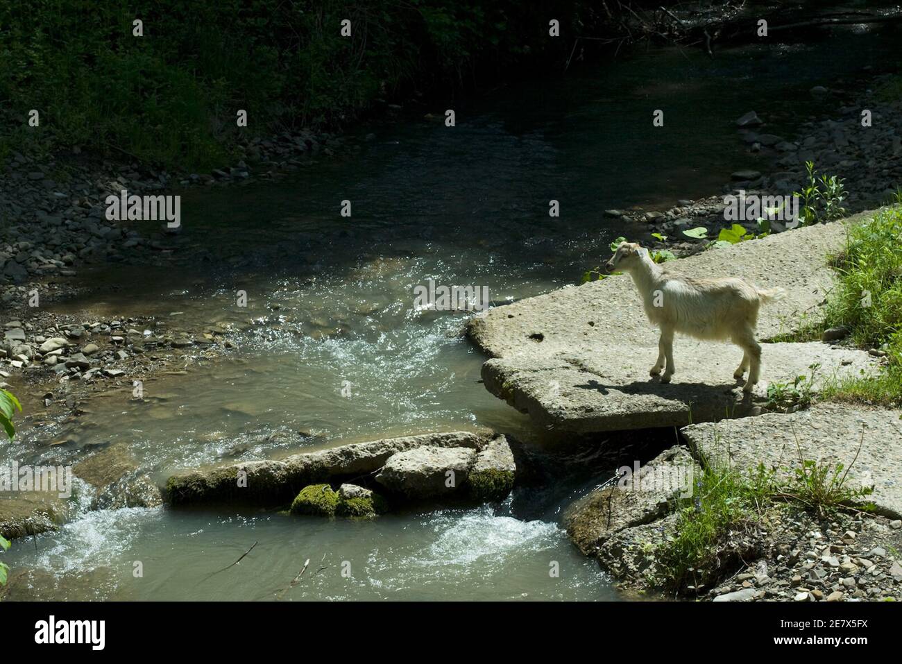 Goats hunt hi-res stock photography and images - Alamy