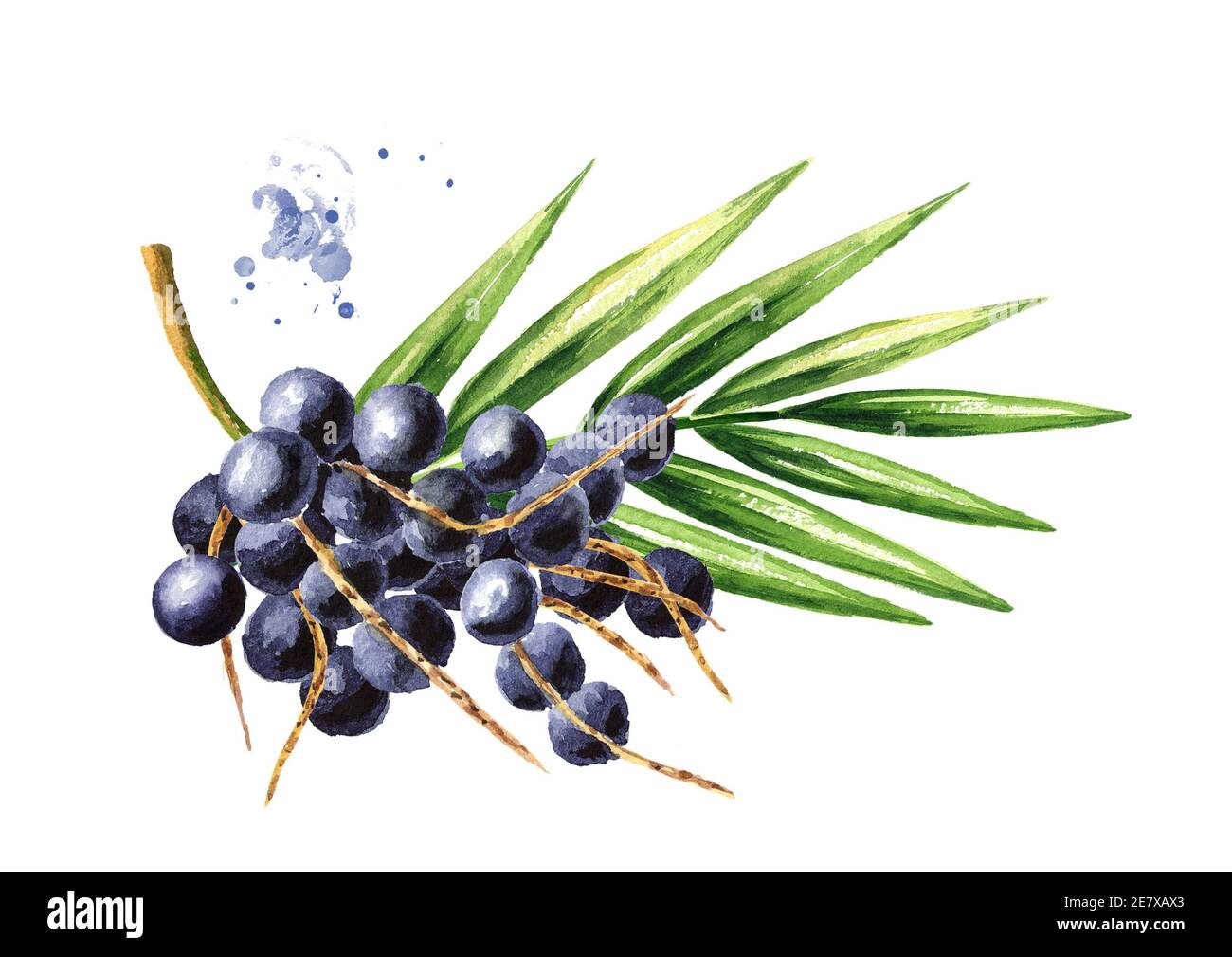 Fresh acai berries on the branch with green leaves. Watercolor hand ...