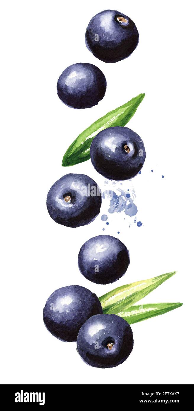 Falling ripe acai berries, vertical composition. Watercolor hand drawn ...