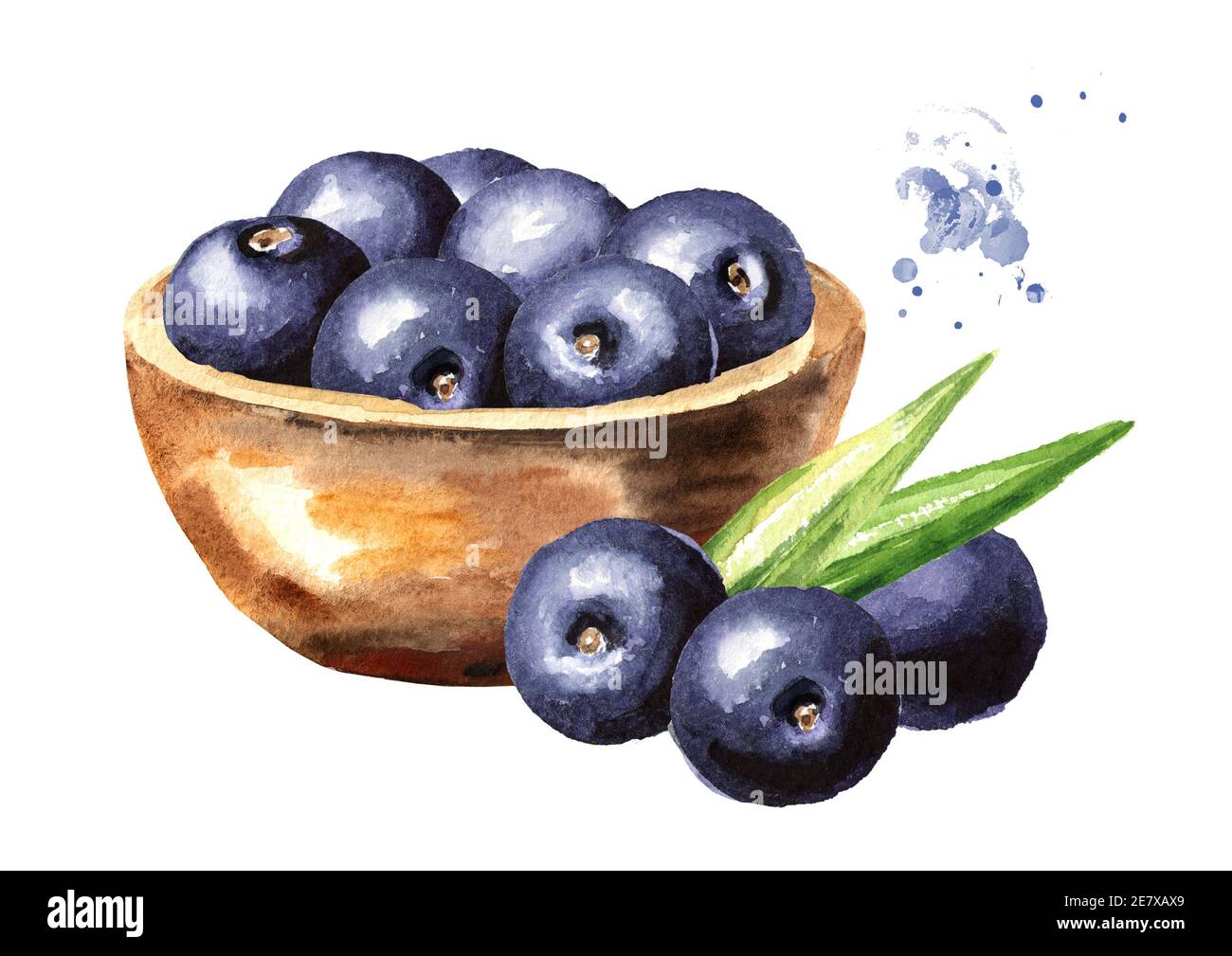 Bowl with ripe acai berry. Watercolor hand drawn illustration, isolated ...