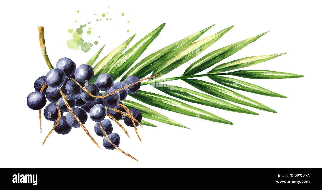 Fresh acai berries on the branch with green leaves. Watercolor hand ...