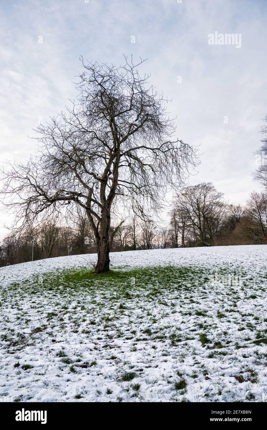 Tree in Winter with light snow Stock Photo - Alamy
