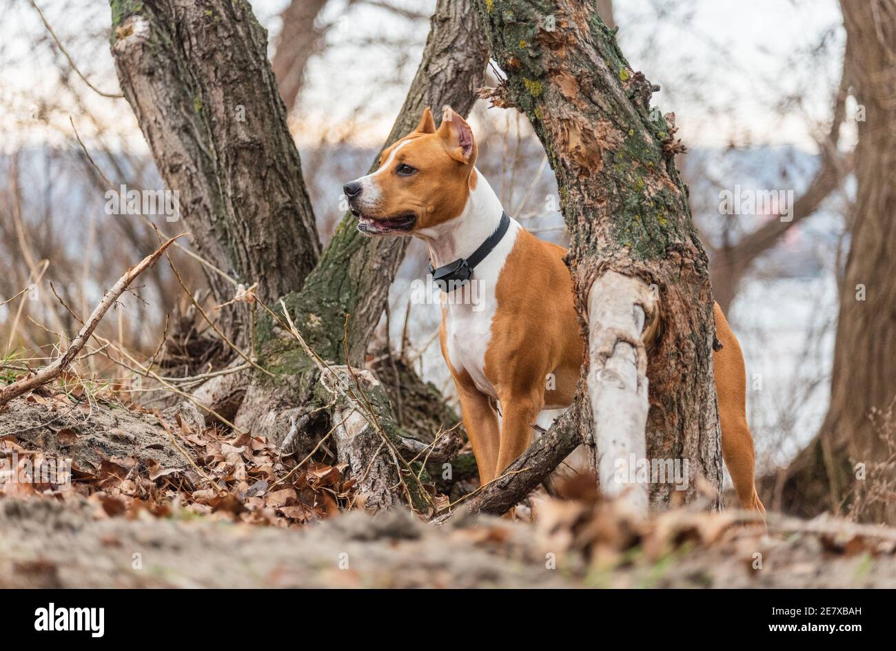 american staffordshire terrier run in the forest. stafford terrier dog ...