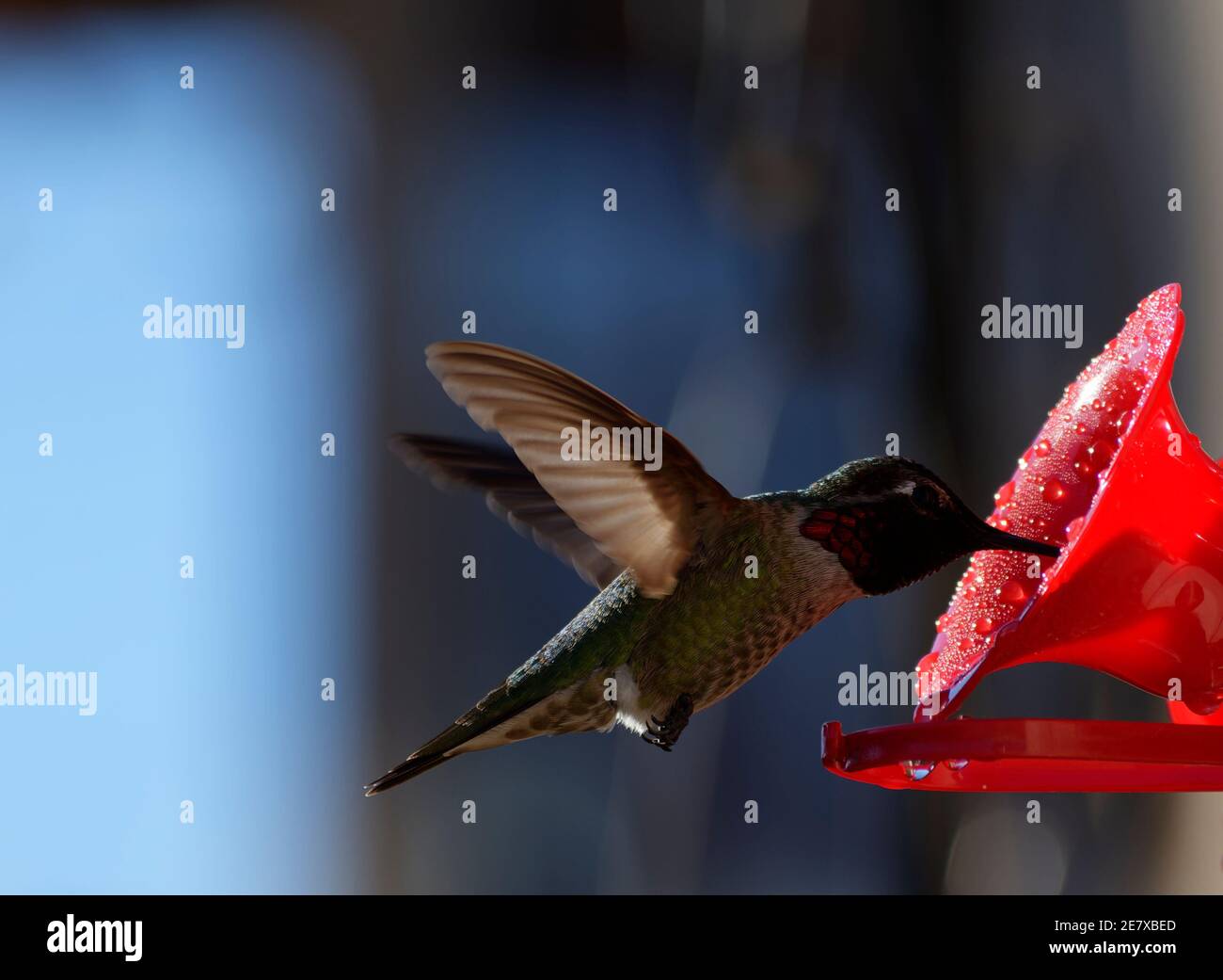 Hummingbird Drinking from Hummingbird Feeder Stock Photo - Alamy