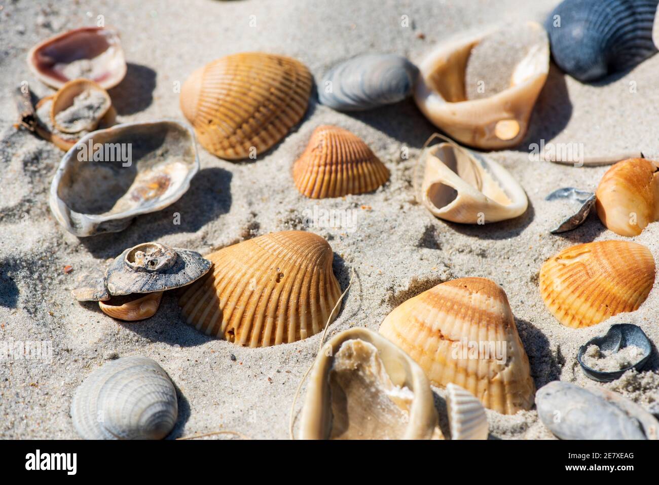 A small seashells in the sand Stock Photo - Alamy
