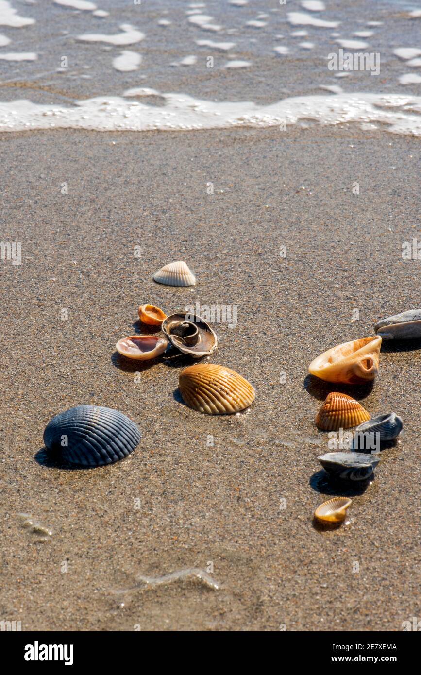 Edge of seashells hi-res stock photography and images - Alamy