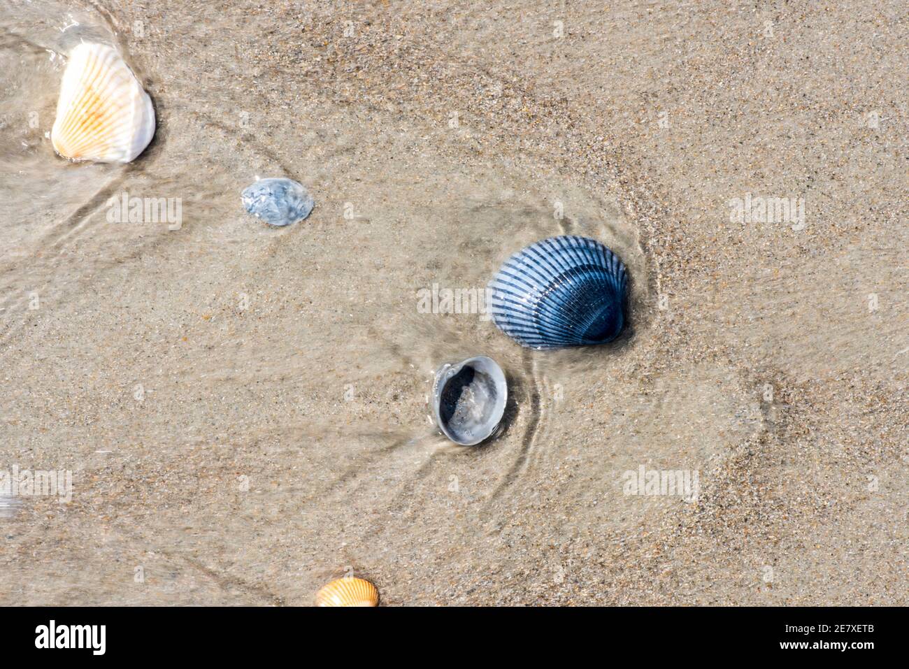 Water flows over small seashells in the sand Stock Photo - Alamy